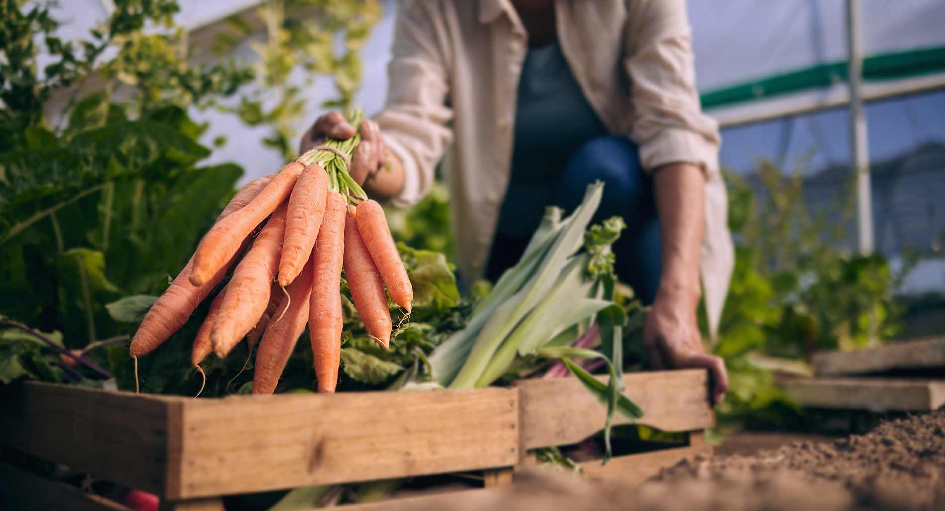 De la huerta a tu hogar - Primeale